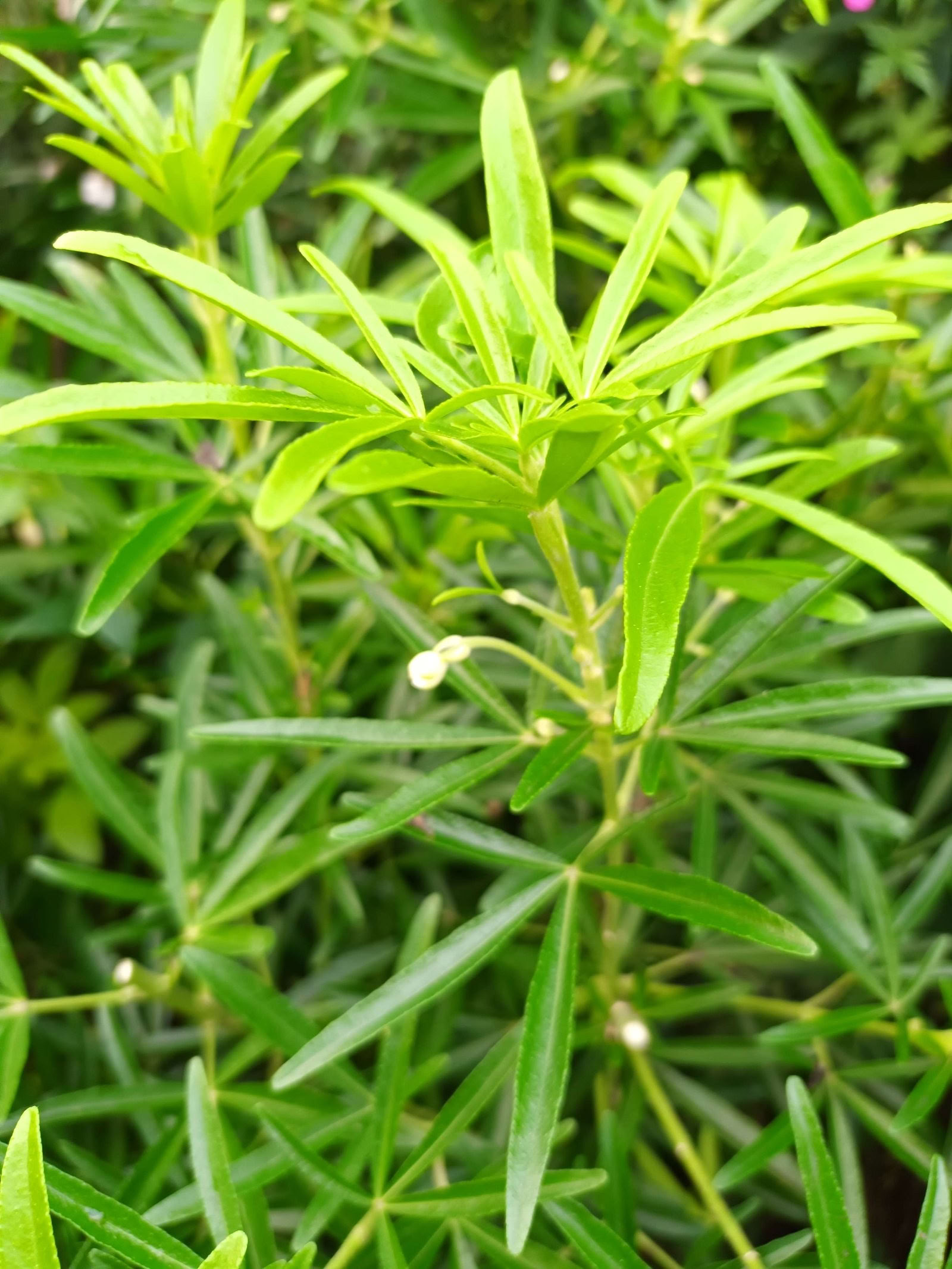 Free: Green choisya cuttings (Hockley Port B18) - Birmingham Freegle