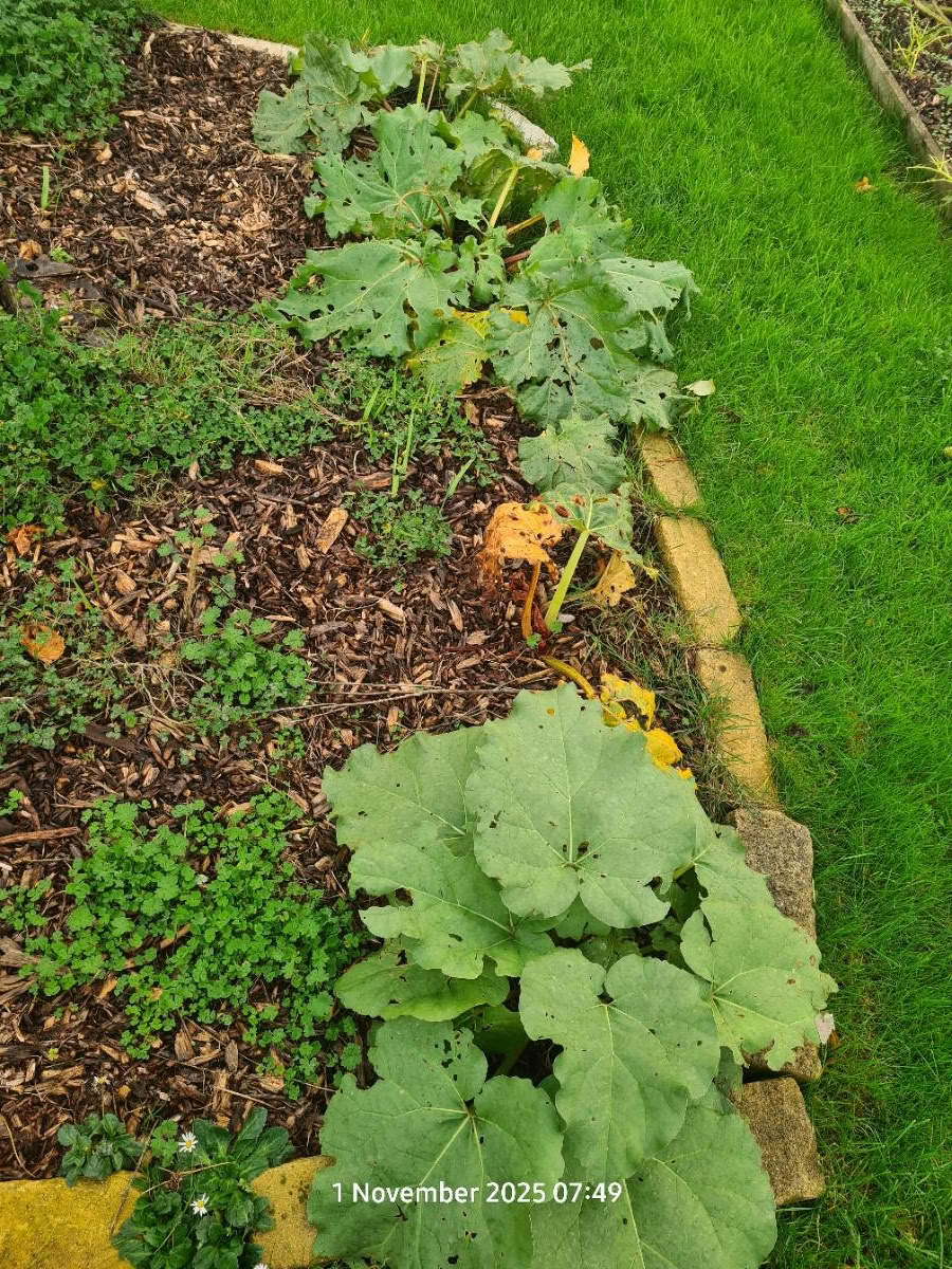 Free: Rhubarb Victoria (BS24)