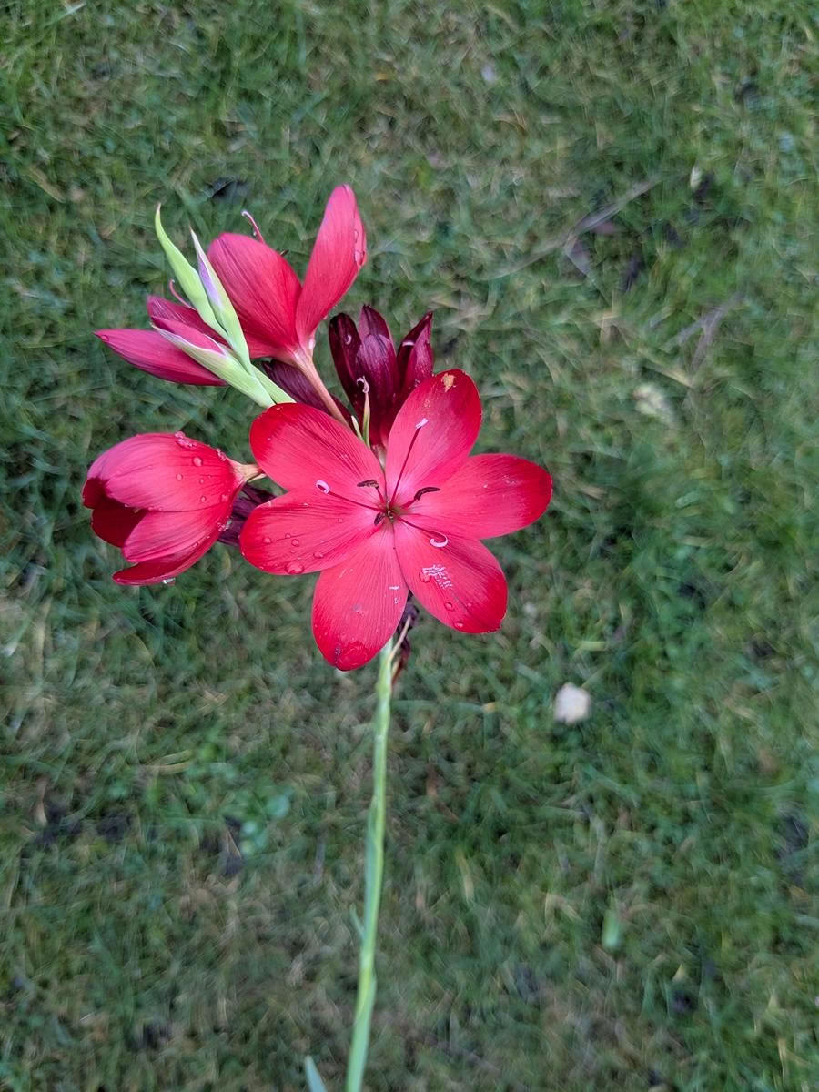 Free: Autumn flowering garden plants (Edinburgh EH7) - Edinburgh Freegle