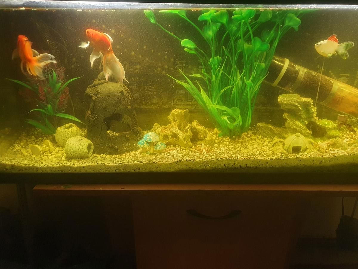 Free: Fish tank (Edinburgh eh7 4ee)