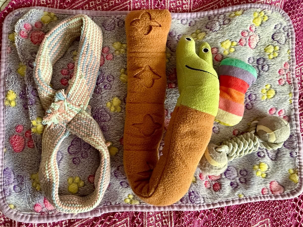 Free: Puppy/dog things (Great Maplestead CO9) - Colchester Freegle