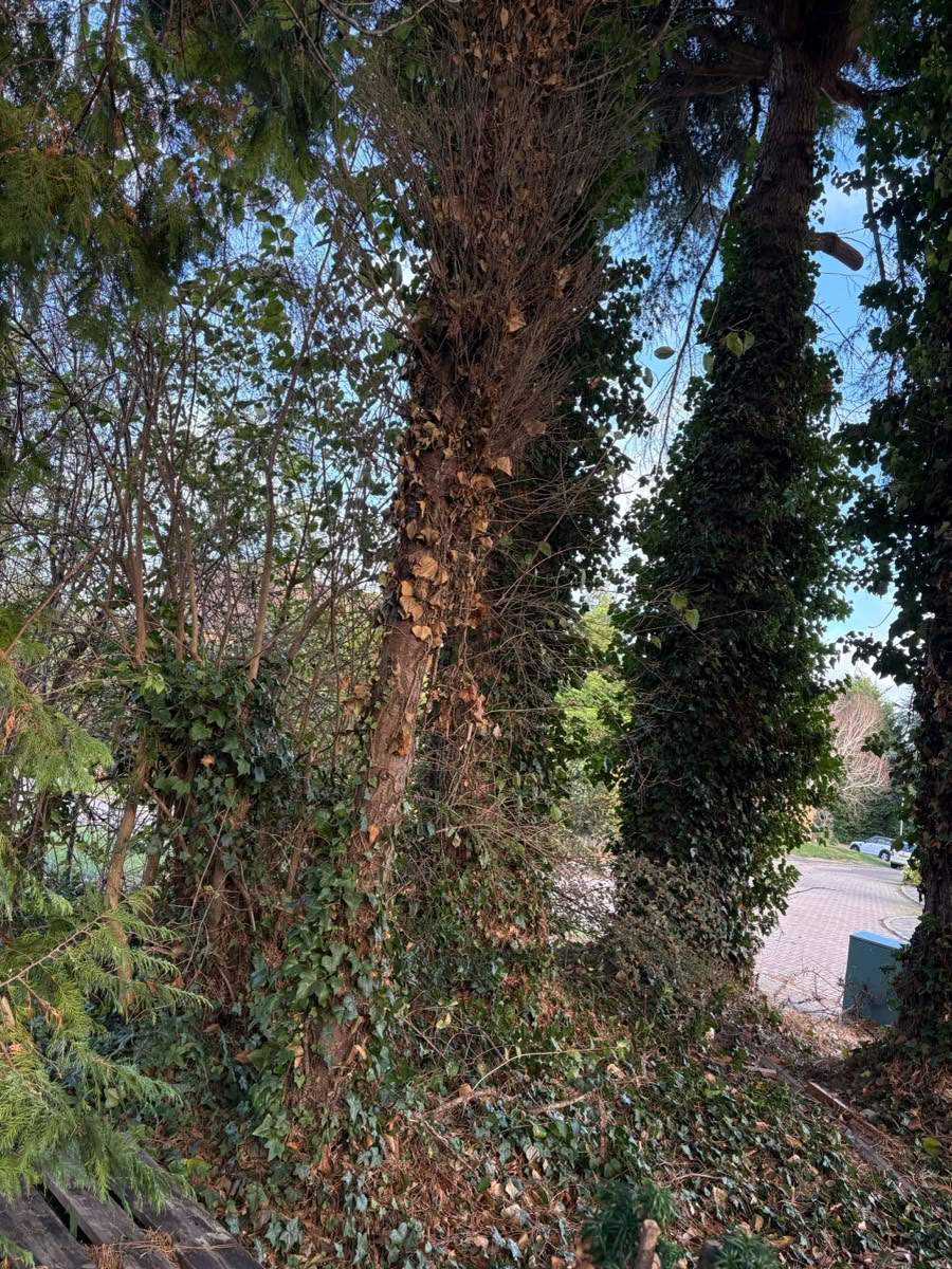 Free: Wood kindling for open fire (NOrthampton)