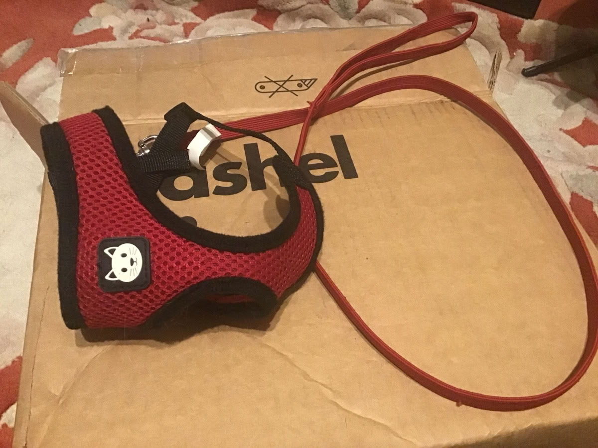 Free: Cat harness and lead (TQ12 kingskerswell) - Newton Abbot Freegle