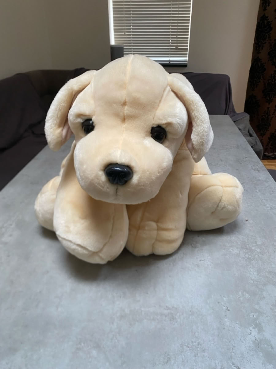 Free: Teddy Labrador (SK7 Stockport) - Stockport Freegle