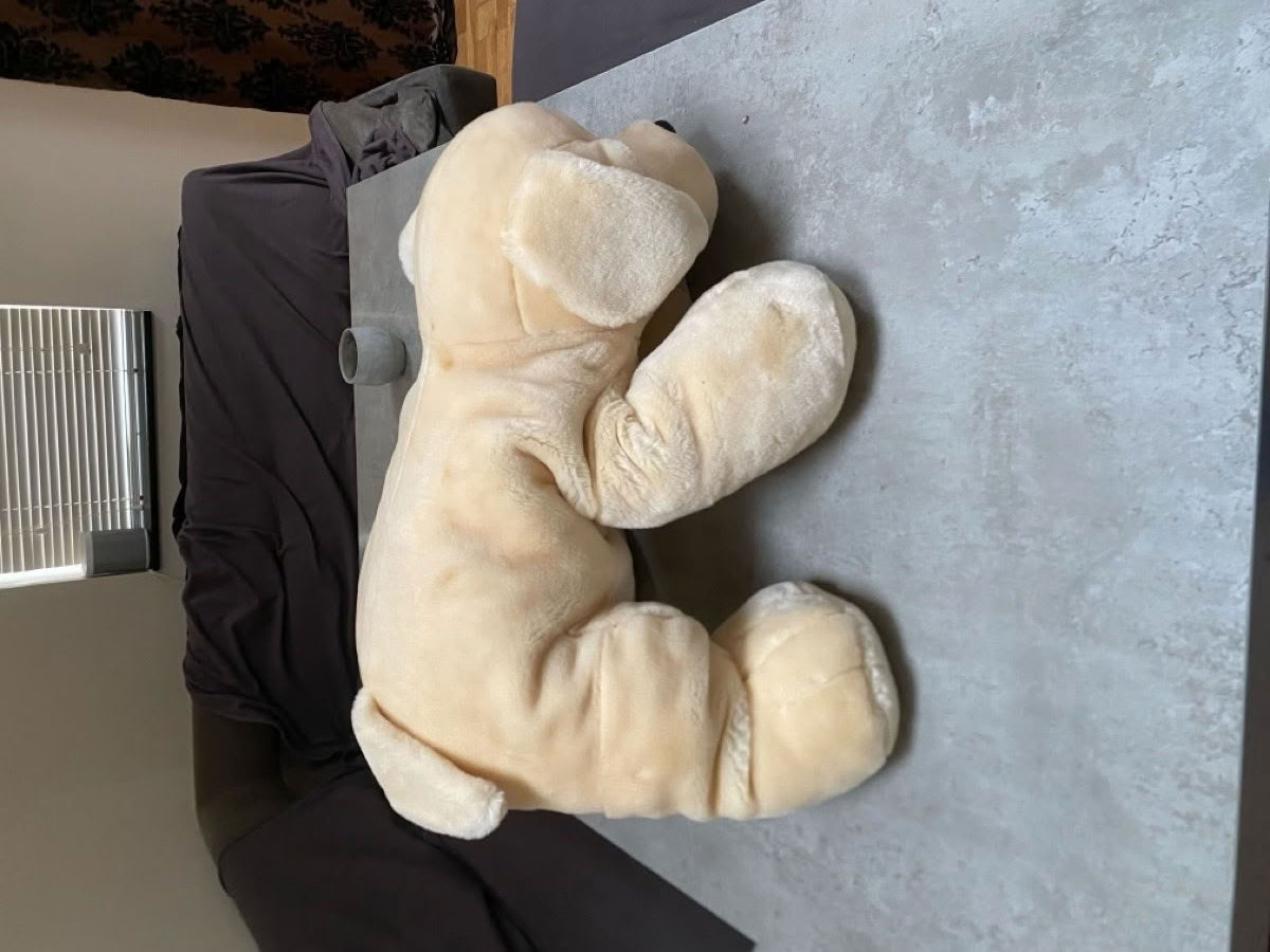 Free: Teddy Labrador (SK7 Stockport) - Stockport Freegle