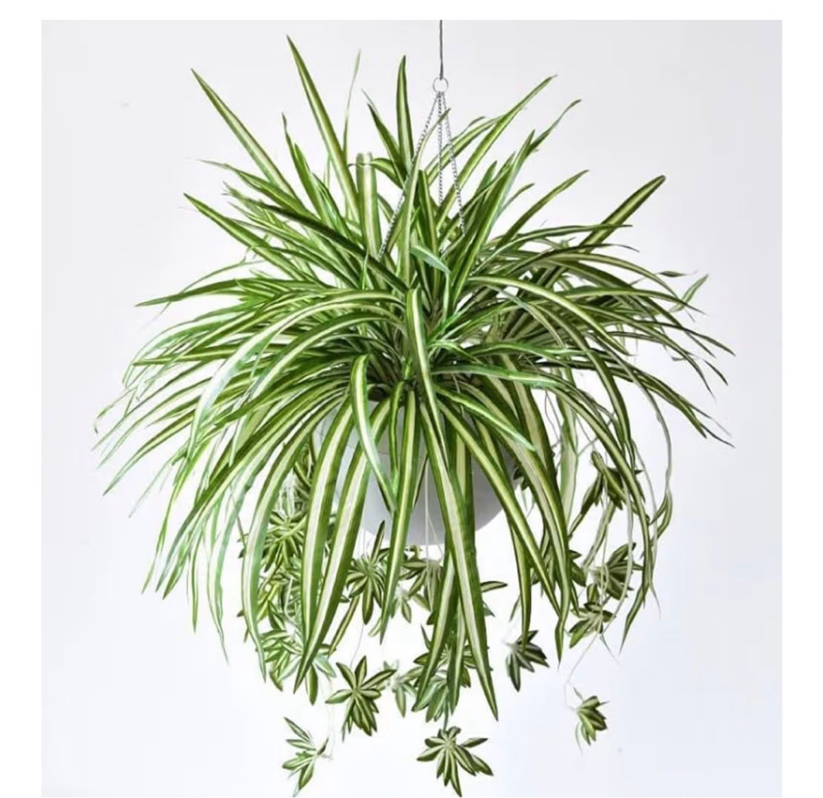Request: Spider plant (Welling DA16) - Bromley Reuse