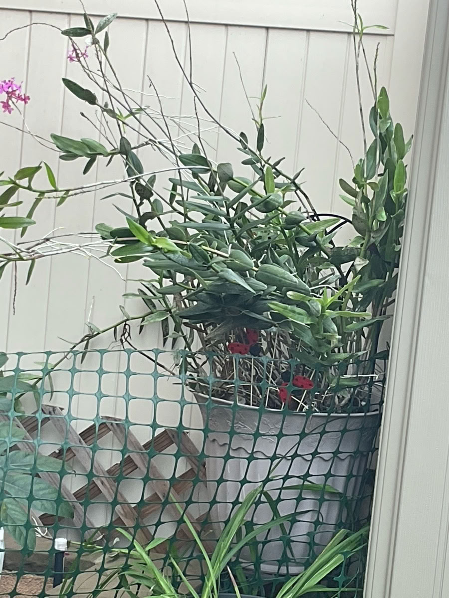 Free: Plants and pots (Carson st and woodruff)