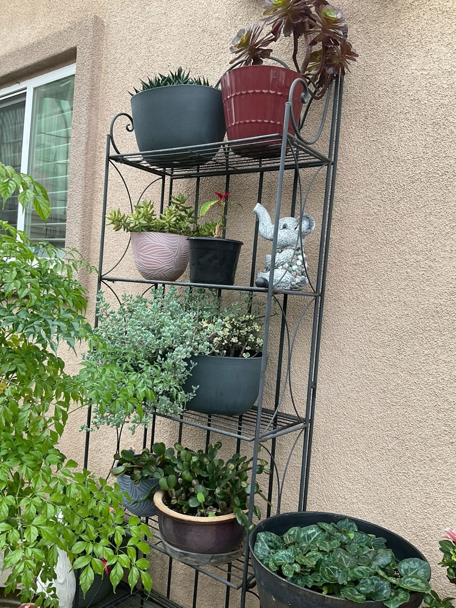 Free: Plants and pots (Carson st and woodruff)