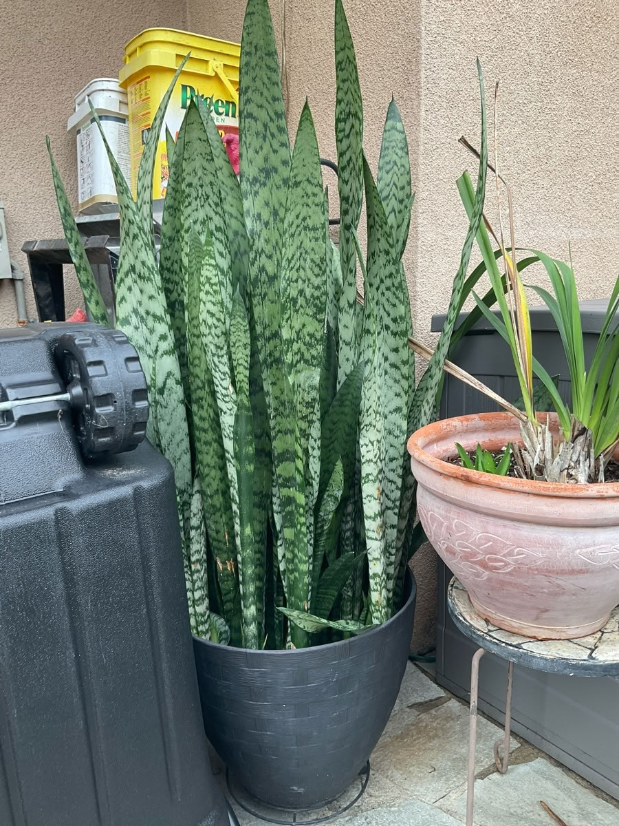 Free: Plants and pots (Carson st and woodruff)