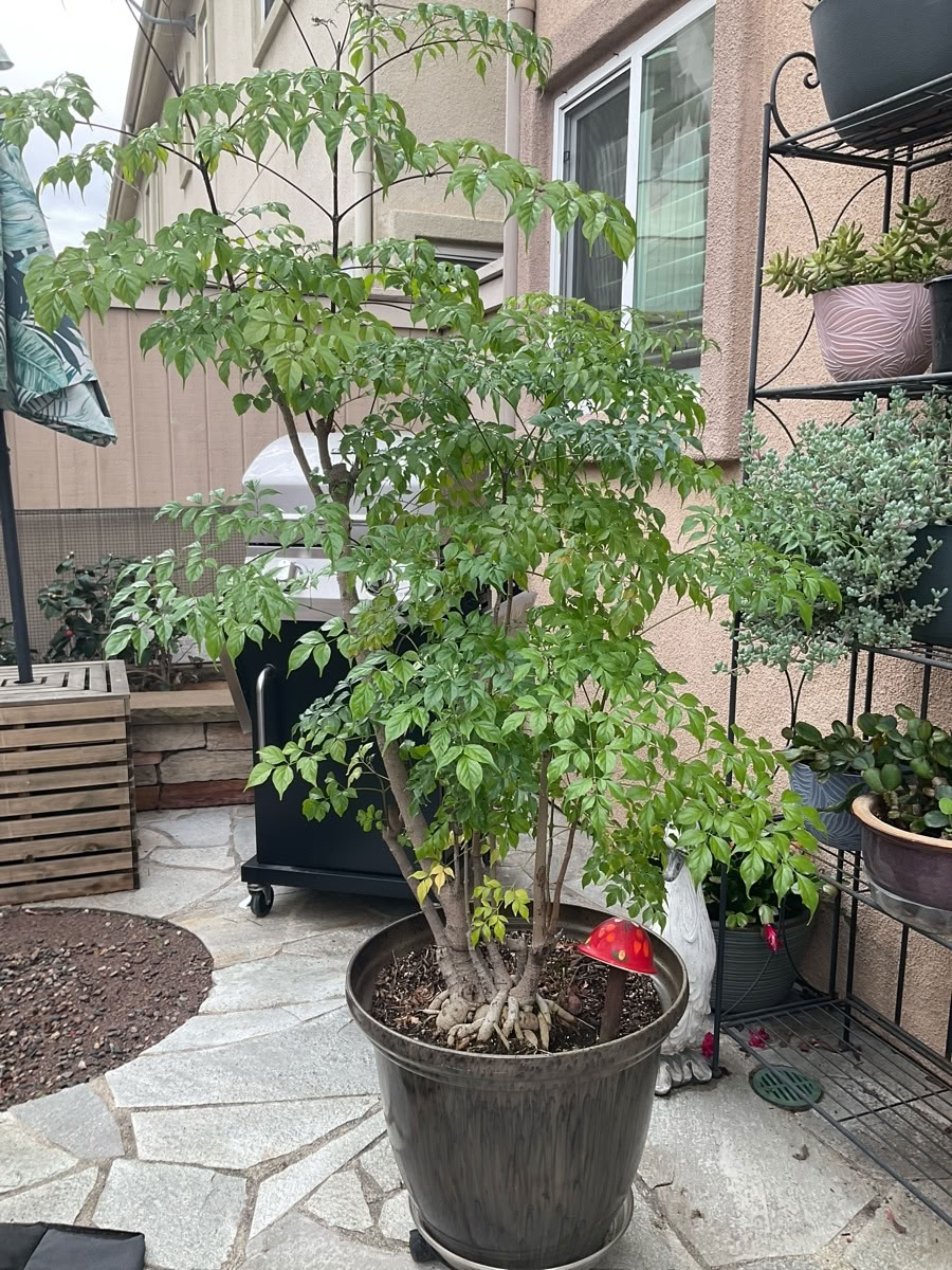 Free: Plants and pots (Carson st and woodruff)