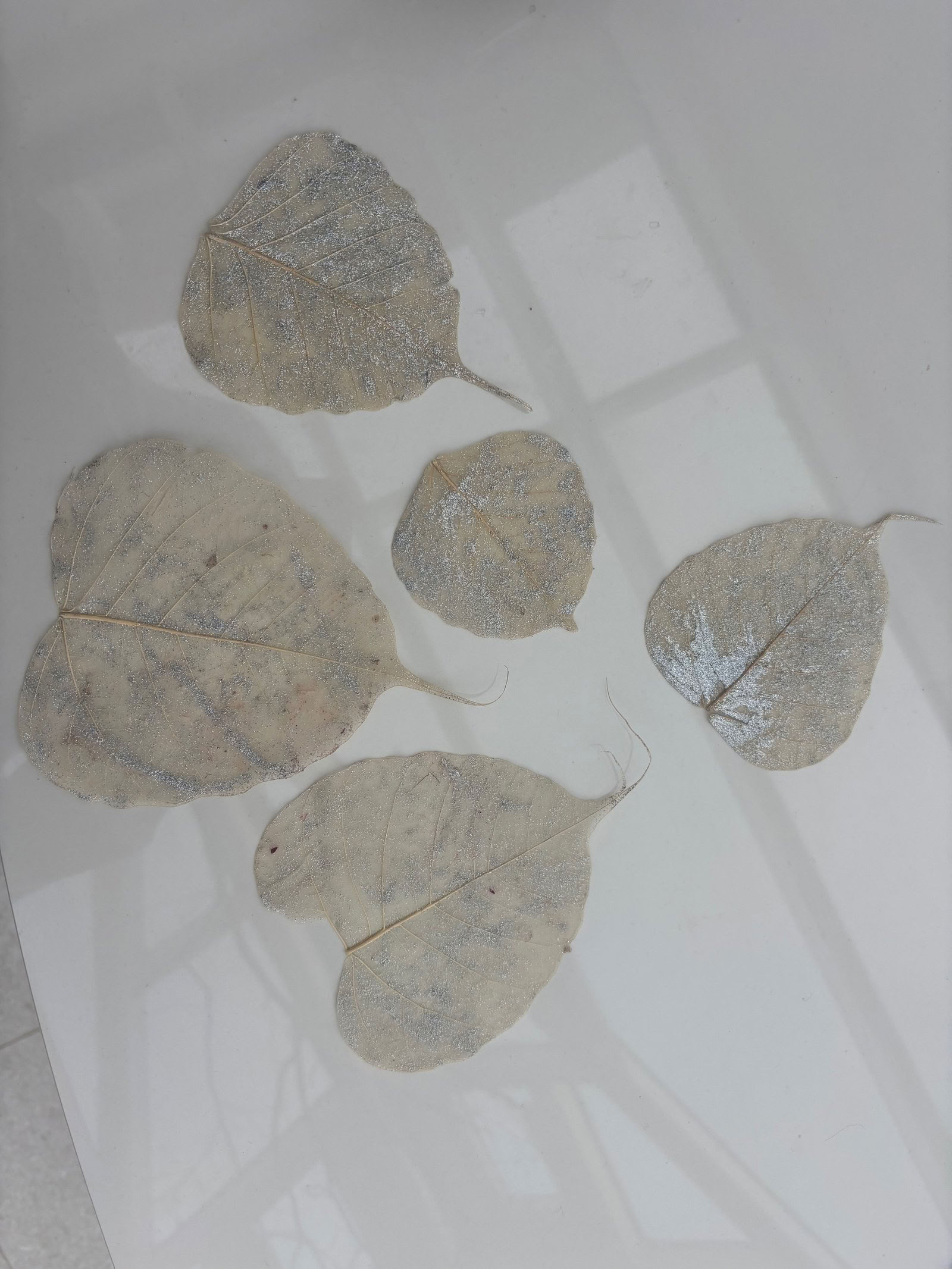 Free: White sparkle skeleton leaves (St Albans AL3) - St Albans Freegle