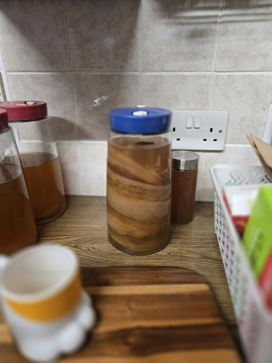 Free: Kombucha SCOBY (Hooe)