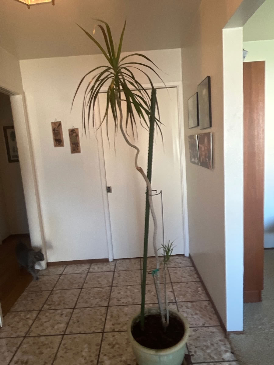 Free: Dracena (southwest Sunnyvale) - Freecycle Sunnyvale