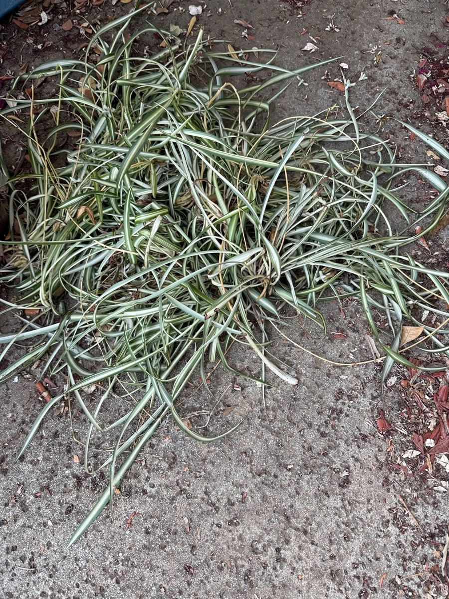 Free: Spider plant - spiderlets (Dilworth - west San Jose)