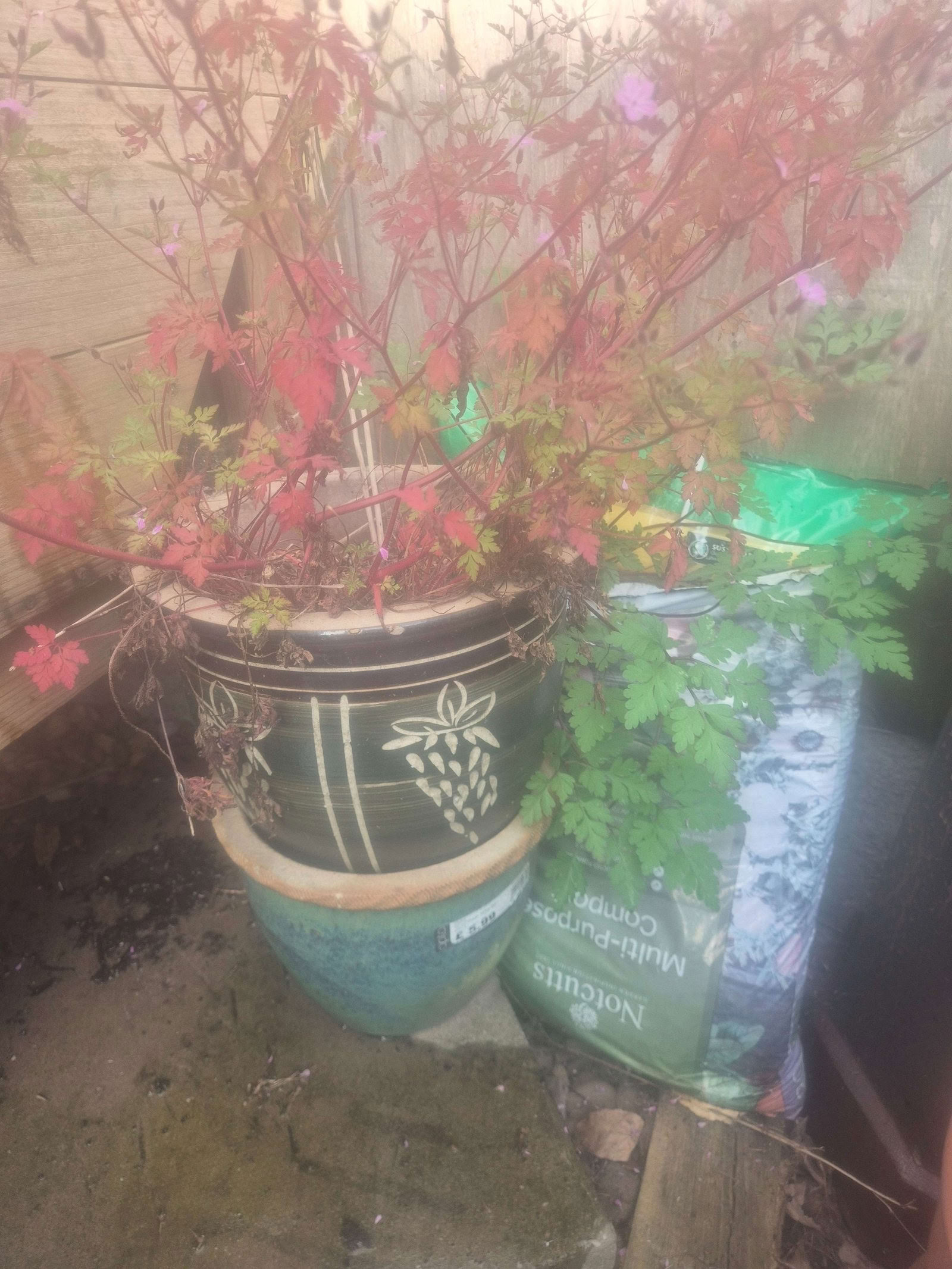 Free: Outdoor Plant Pots and Compost (Buckland End B34) - Birmingham ...